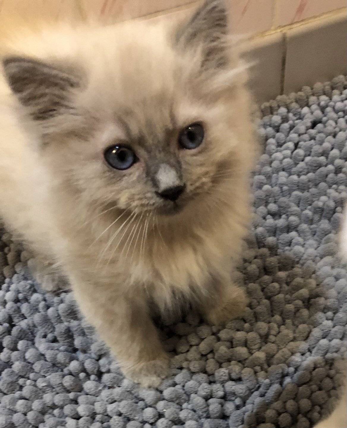 Suga - Chaton Ragdoll LOOF disponible bleu mink - Paris Île de France