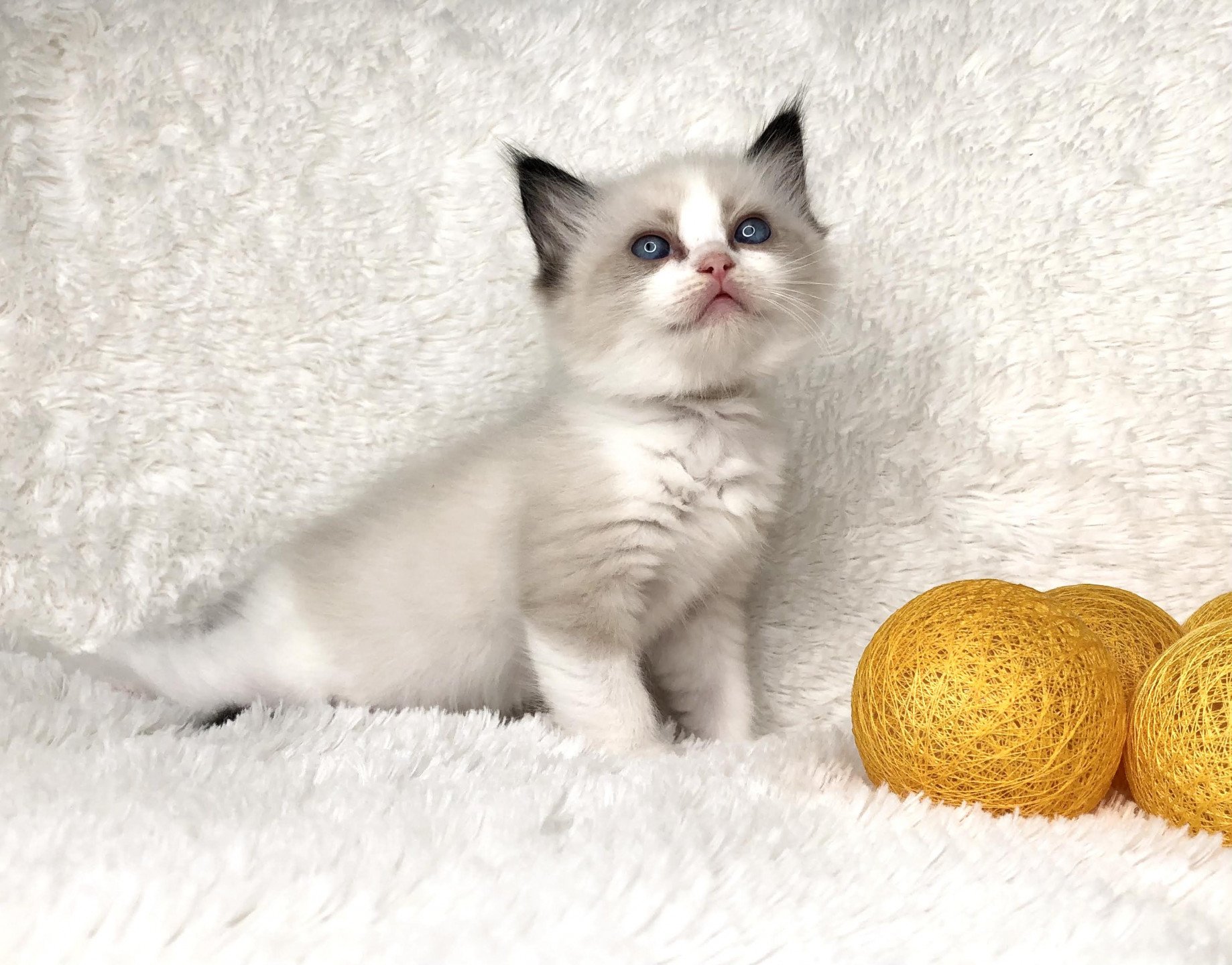 Sunny de l'Arbre aux chat - Chaton Ragdoll LOOF disponible seal ...