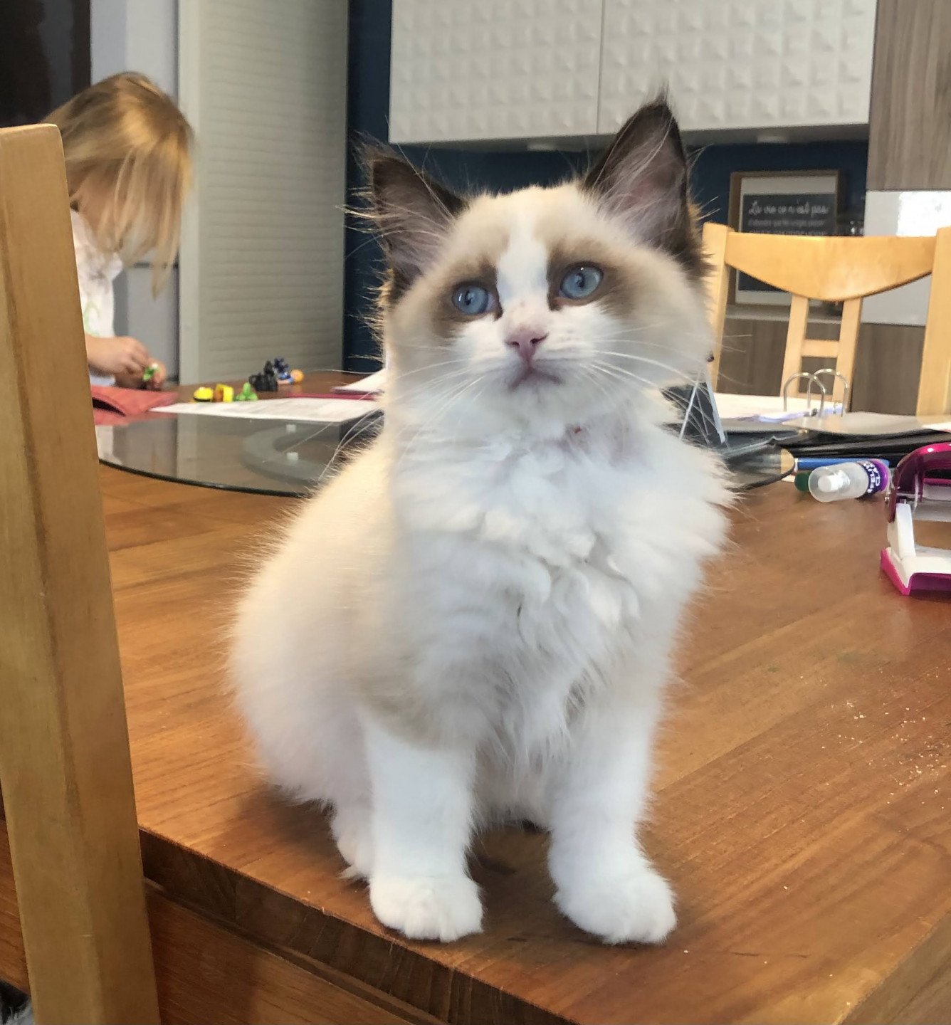 Sunny de l'Arbre aux chat - Chaton Ragdoll LOOF disponible seal ...