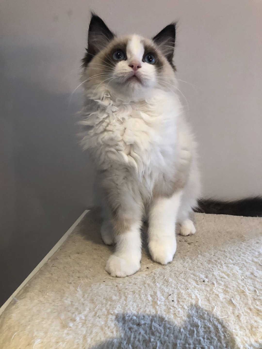 Sunny de l'Arbre aux chat - Chaton Ragdoll LOOF disponible seal ...