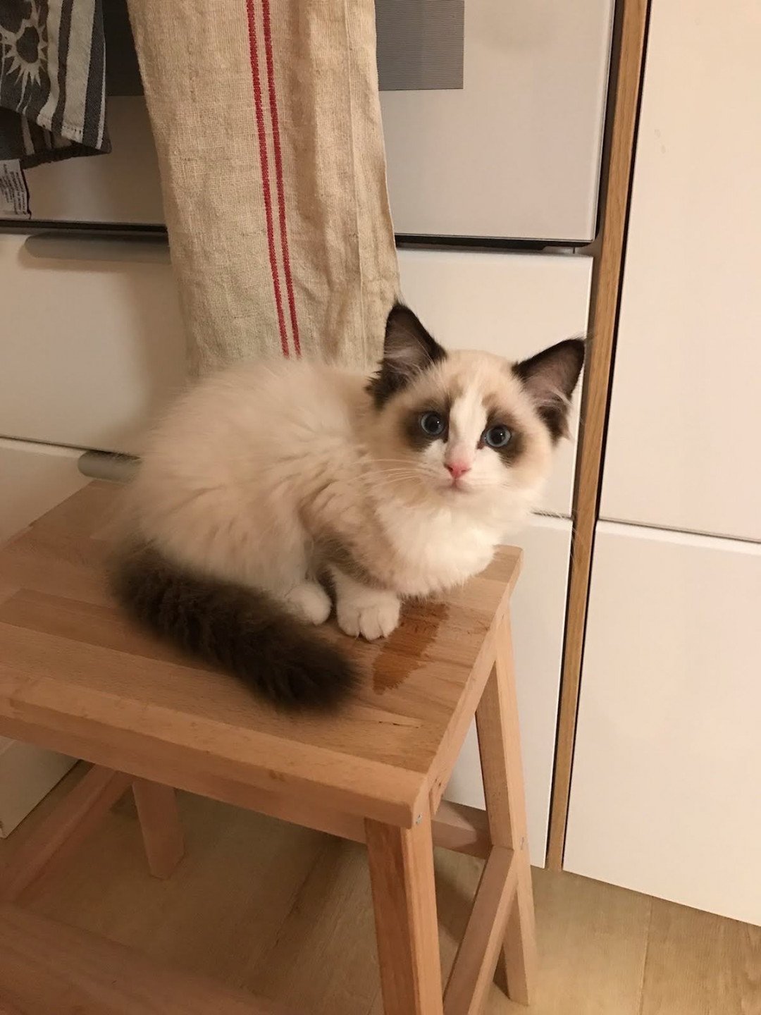 Sunny de l'Arbre aux chat - Chaton Ragdoll LOOF disponible seal ...