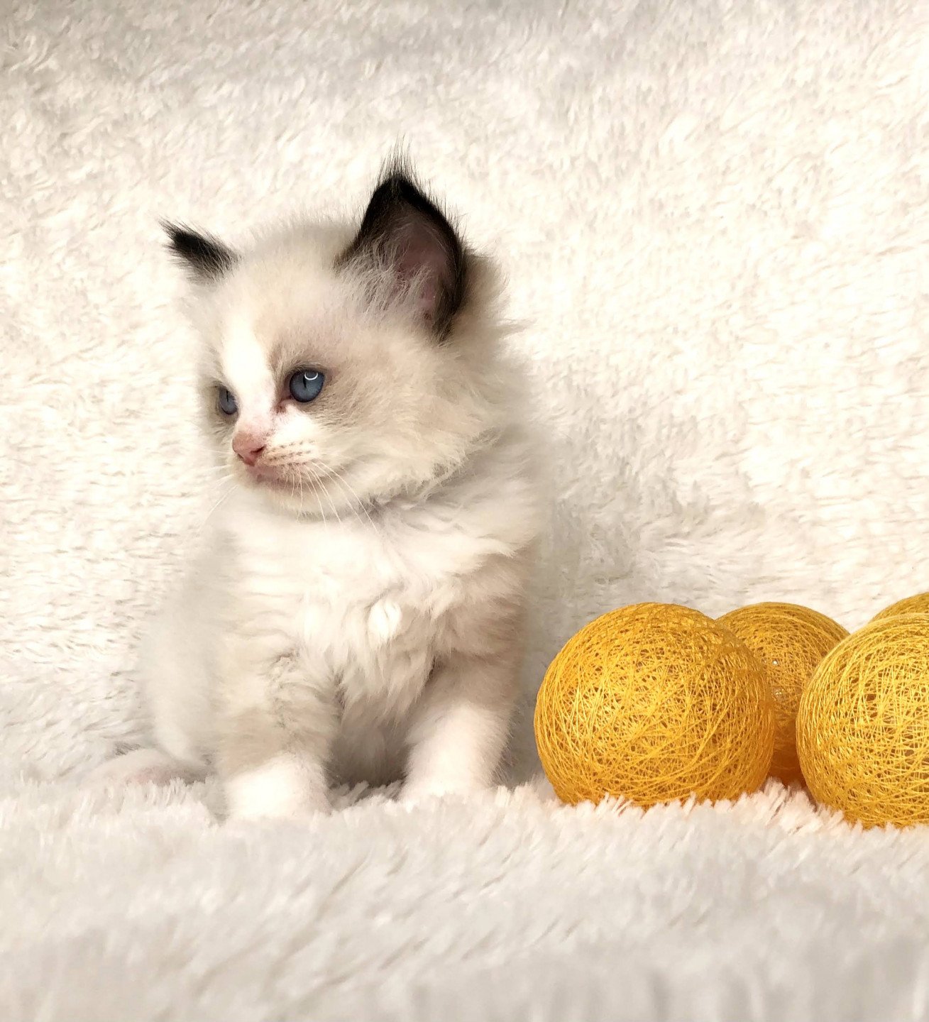 Sweat Pea de l'Arbre aux Chats - Chaton Ragdoll LOOF disponible - Melun ...