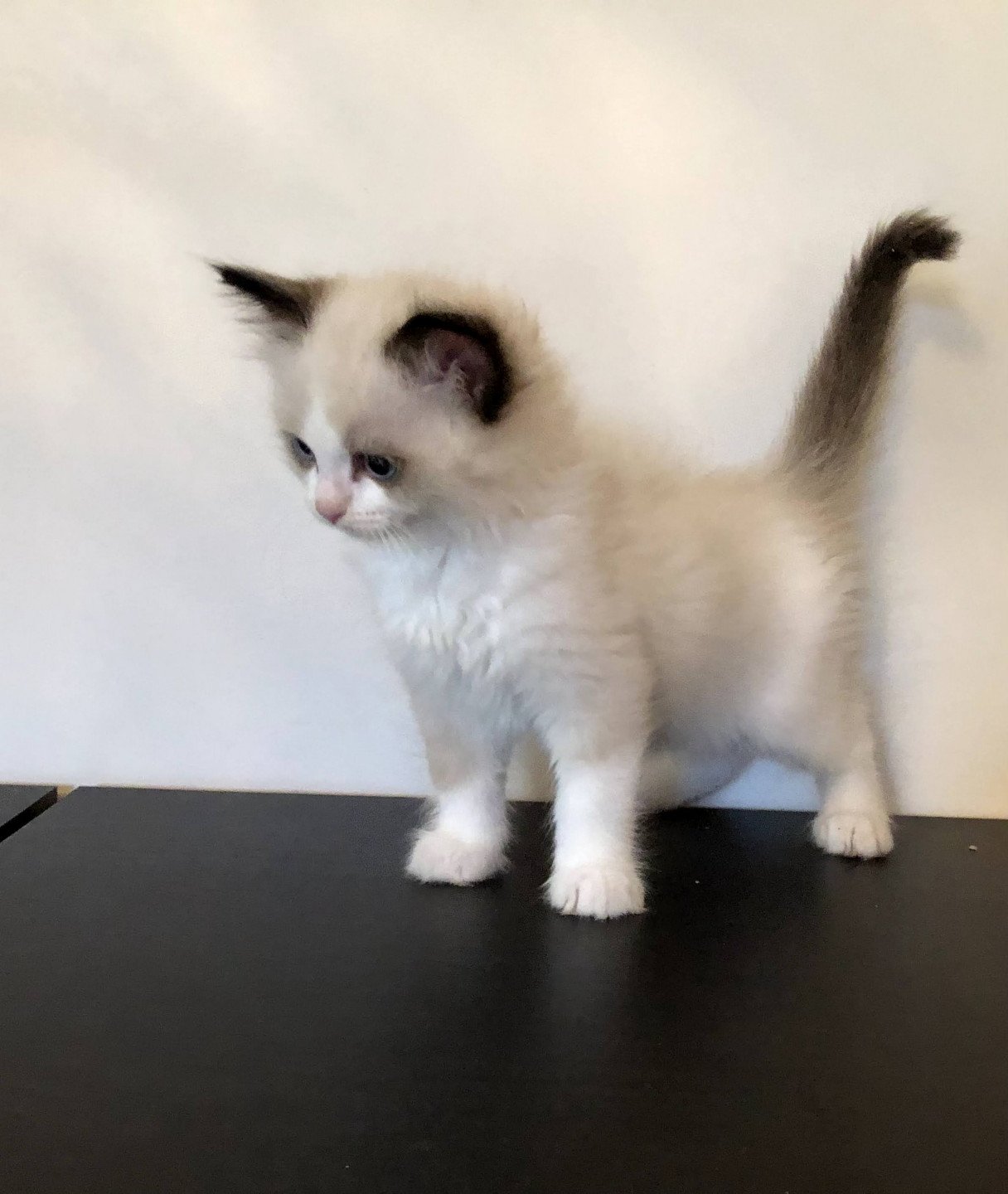 Sweat Pea de l'Arbre aux Chats - Chaton Ragdoll LOOF disponible - Melun ...