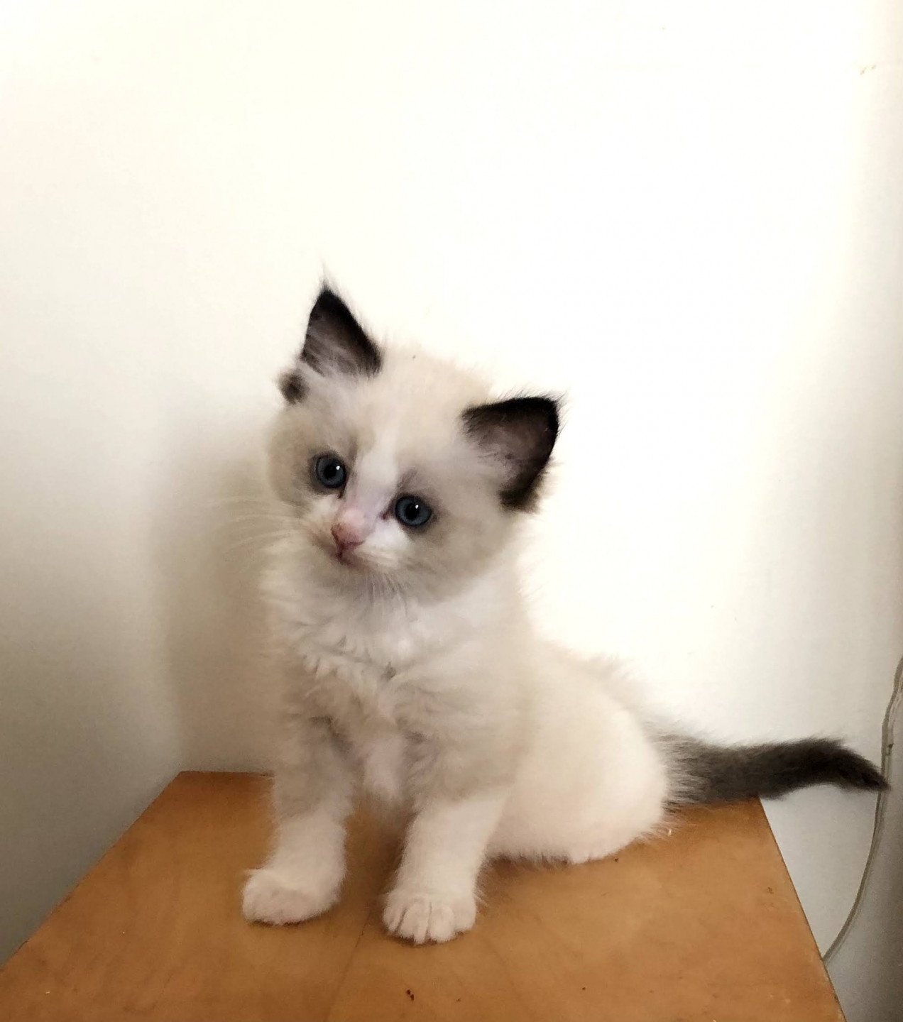 Sweat Pea de l'Arbre aux Chats - Chaton Ragdoll LOOF disponible - Melun ...