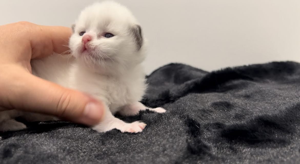 Taj mahal - Chaton ragdoll femlle bleu bicolore - Aisne