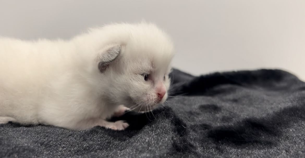 Taj mahal - Chaton ragdoll femlle bleu bicolore - Aisne