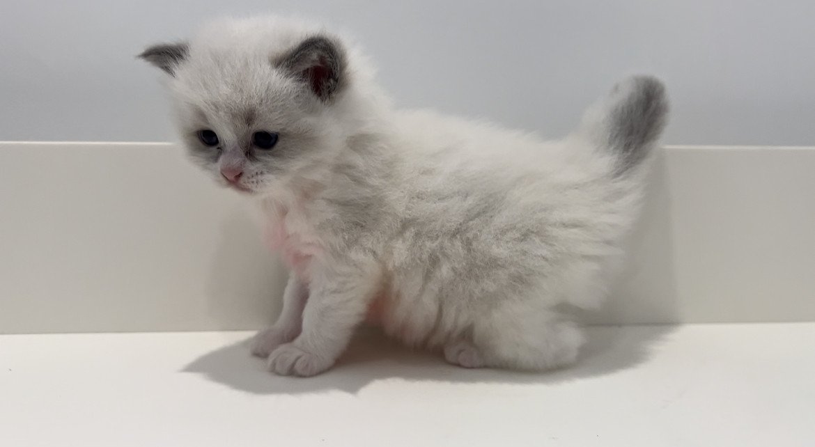Taj mahal - Chaton ragdoll femlle bleu bicolore - Aisne