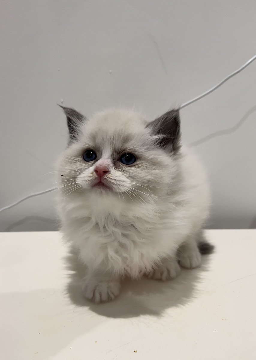 Taj mahal - Chaton ragdoll femlle bleu bicolore - Aisne