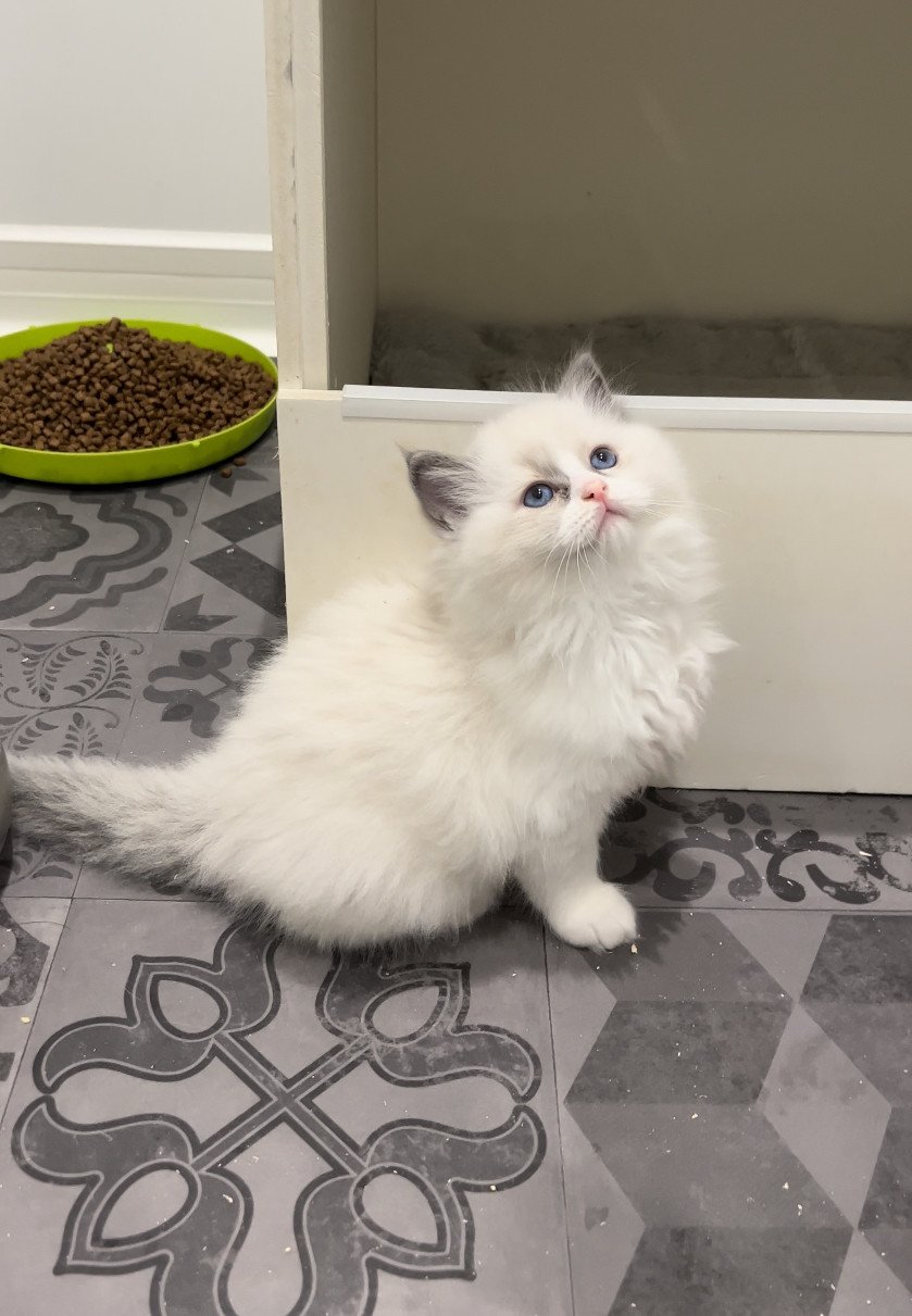 Taj mahal - Chaton ragdoll femlle bleu bicolore - Aisne