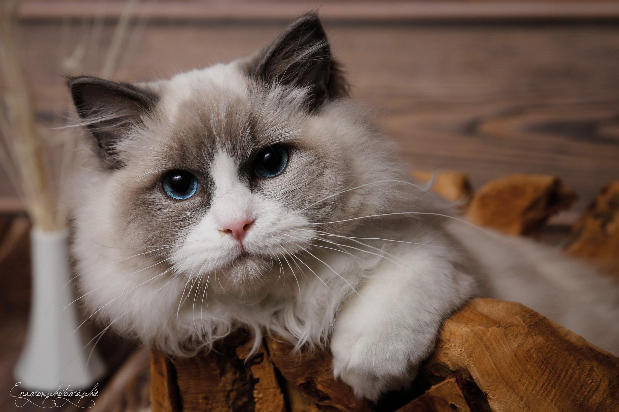 Taj mahal - Chaton ragdoll femlle bleu bicolore - Aisne