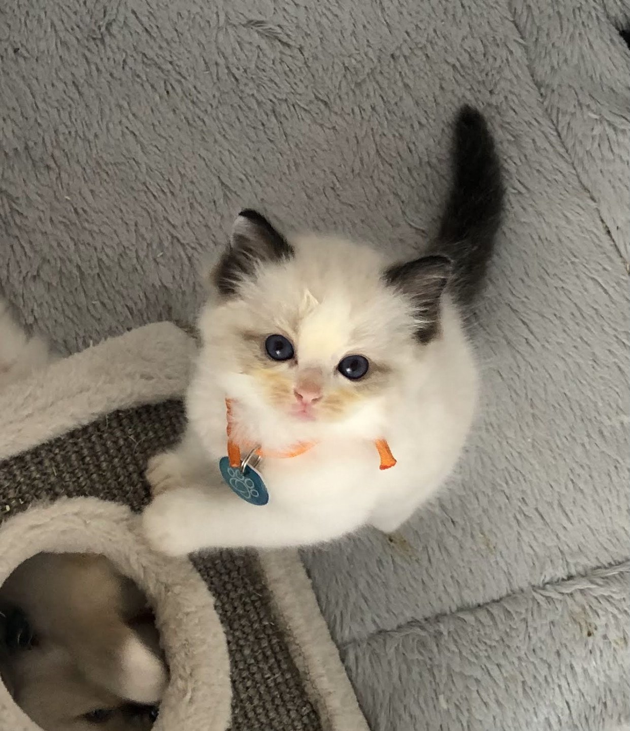 Tamaki de l'Arbre aux Chats - Chaton Ragdoll LOOF disponible - mâle ...