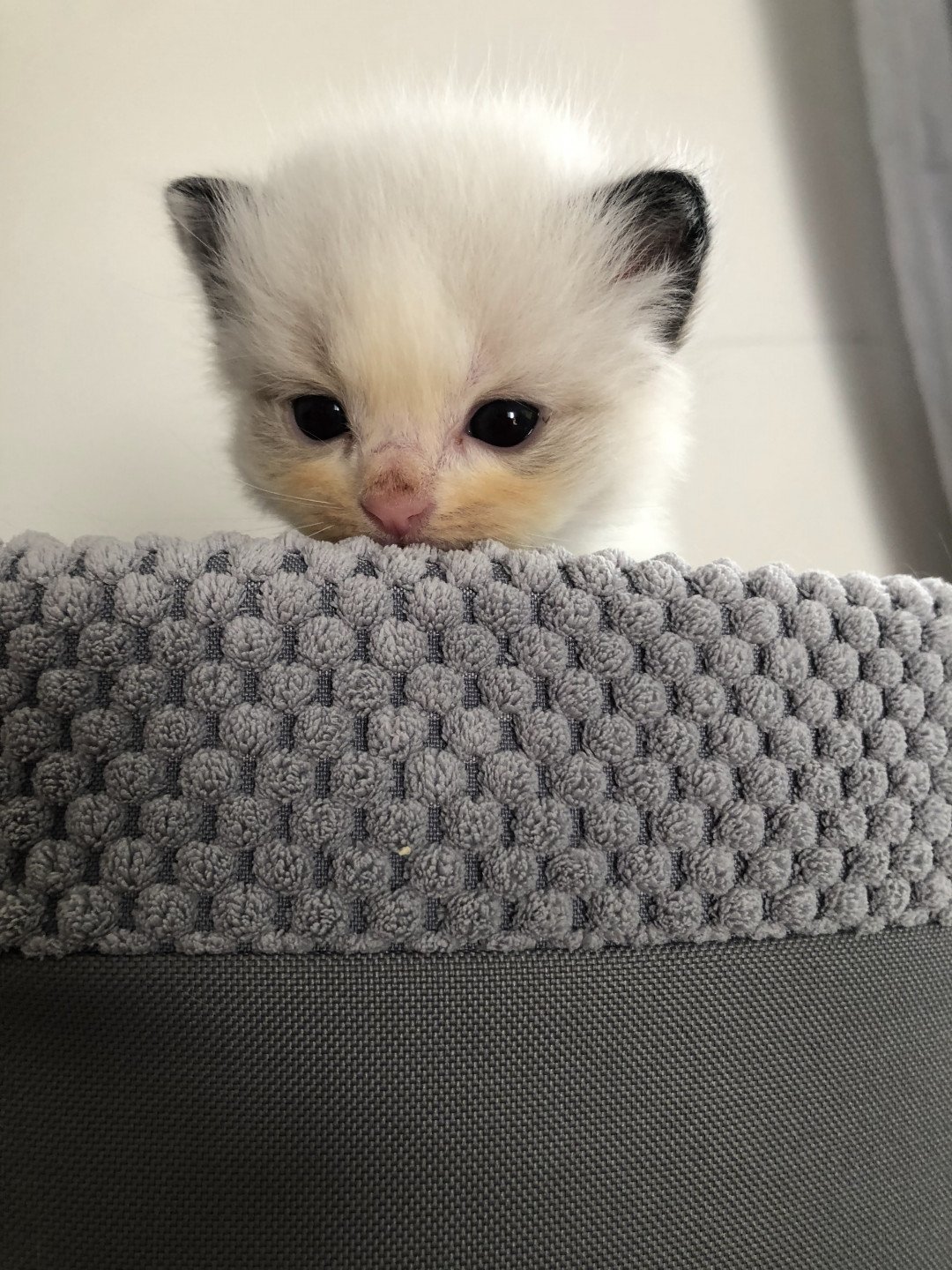 Tamaki de l'Arbre aux Chats - Chaton Ragdoll LOOF disponible - mâle ...