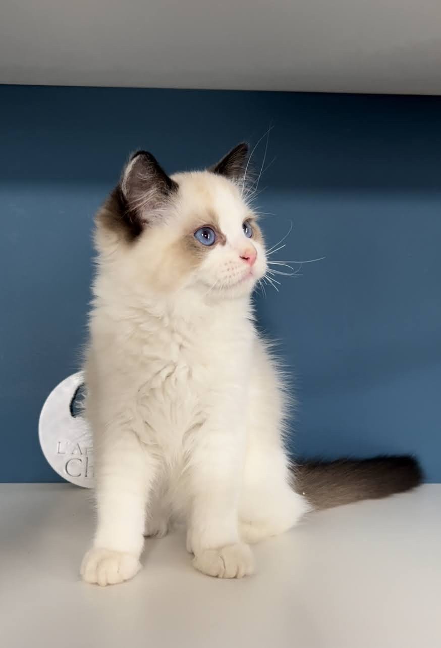Tamaki de l'Arbre aux Chats - Chaton Ragdoll LOOF disponible - mâle ...