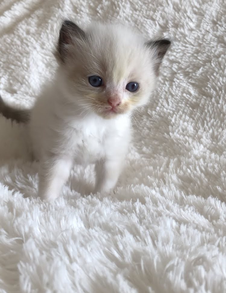 Tempo de l'Arbre aux Chats - Chaton Ragdoll LOOF disponible - mâle seal ...