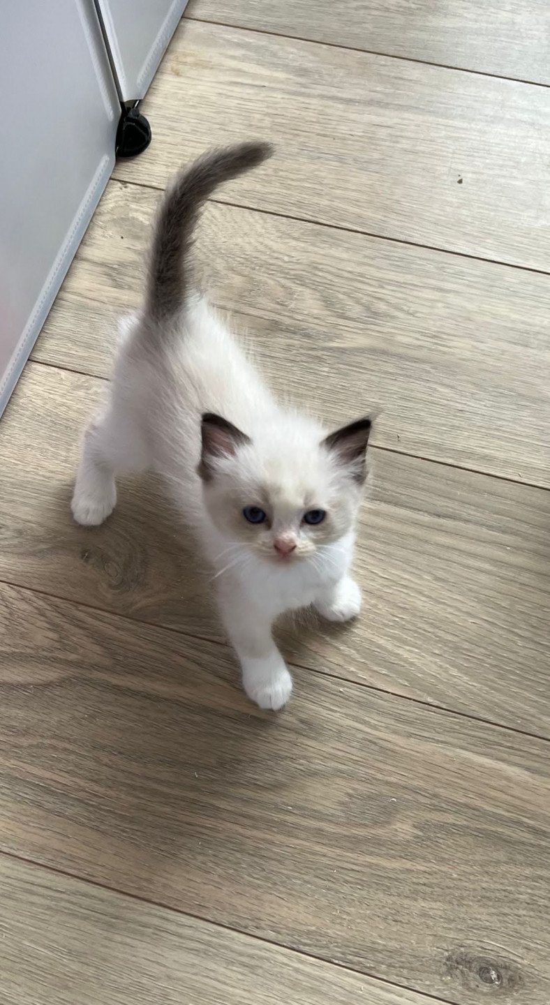 Portée Renaissance Rodin 2022 : Renaissance Ragdoll blue point bicolor Rodin Ragdoll...