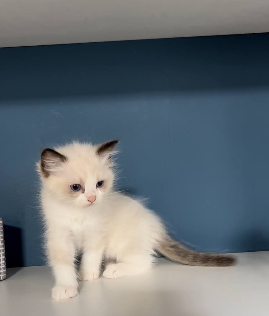 Portée Renaissance Rodin 2022 : Renaissance Ragdoll blue point bicolor Rodin Ragdoll...