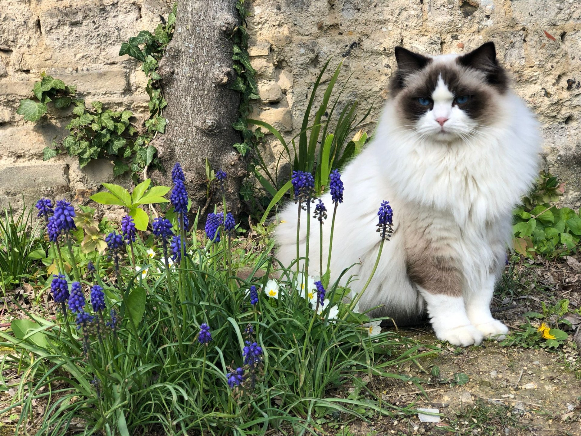 The Totem de l'Arbre aux Chats - Chaton Ragdoll LOOF disponible ...