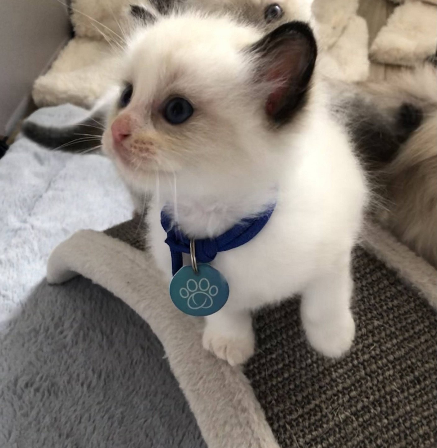 Thor de l'Arbre aux Chats - Chaton Ragdoll LOOF disponible - seal ...