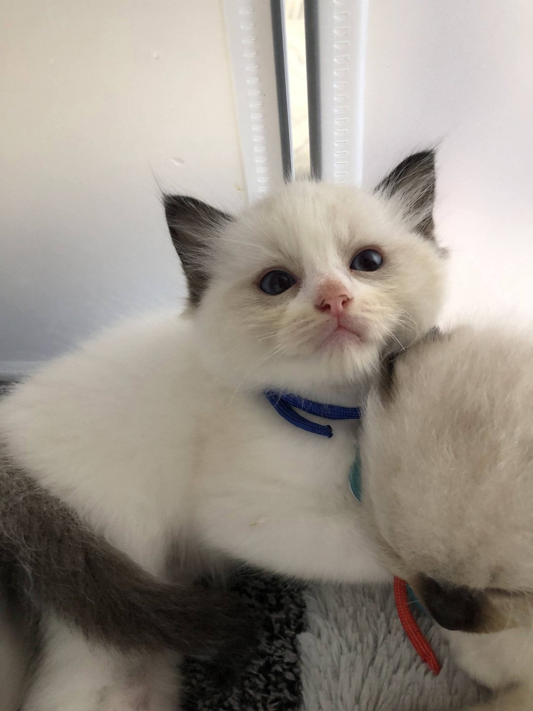 Thor de l'Arbre aux Chats - Chaton Ragdoll LOOF disponible - seal ...