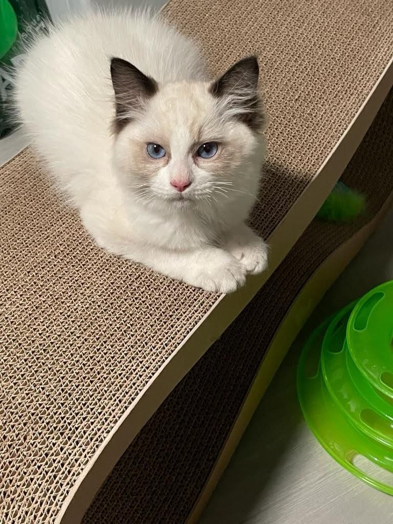 Thor de l'Arbre aux Chats - Chaton Ragdoll LOOF disponible - seal ...