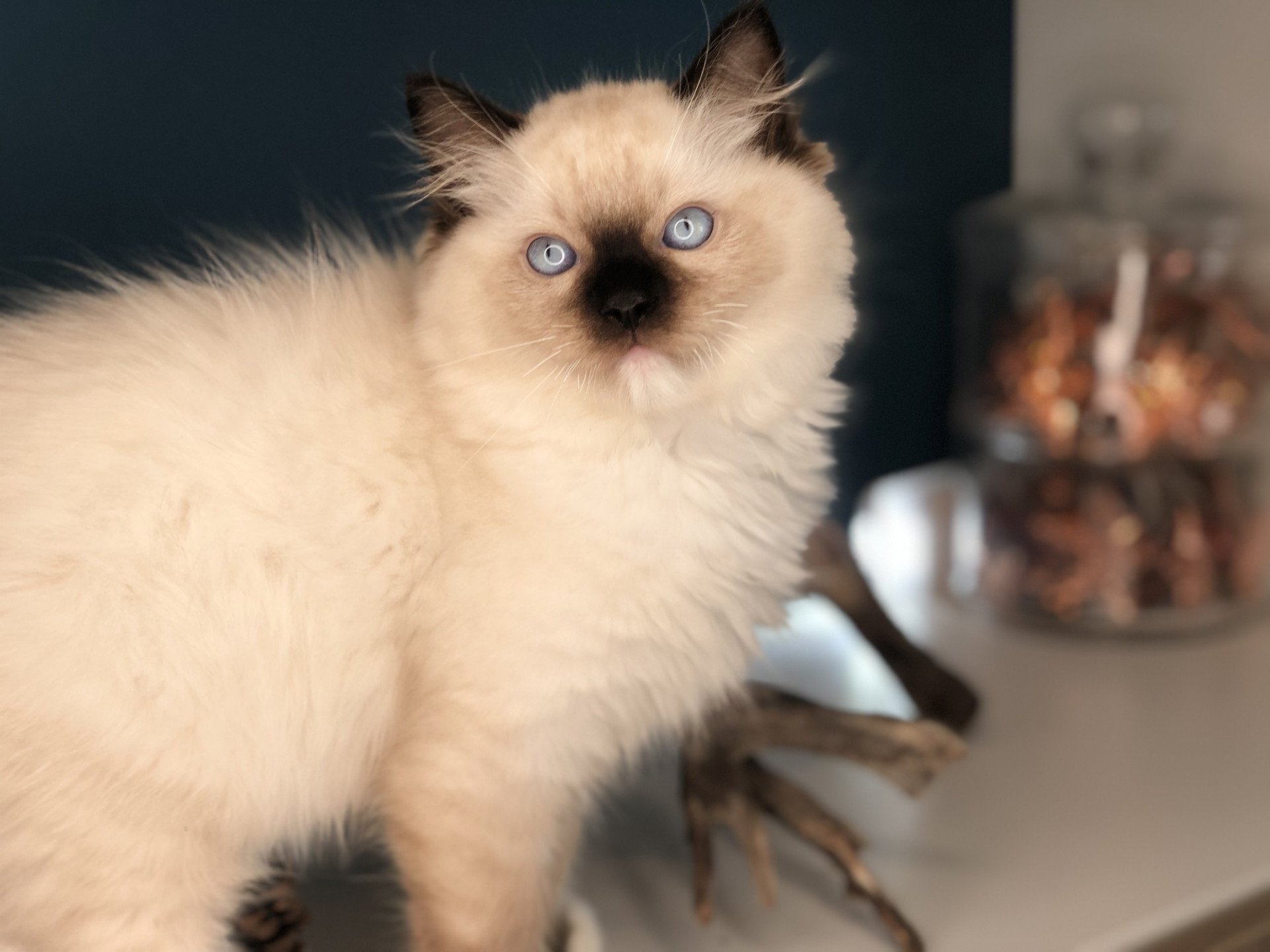Tokyo de l'Arbre aux Chats - Chaton Ragdoll LOOF disponible - mâle seal ...