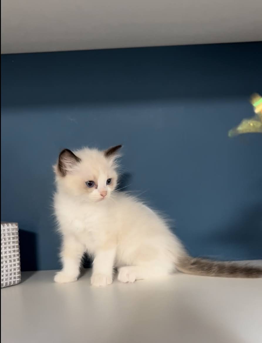 Tsuga de l'Arbre aux Chats - Chaton Ragdoll LOOF disponible - mâle seal ...