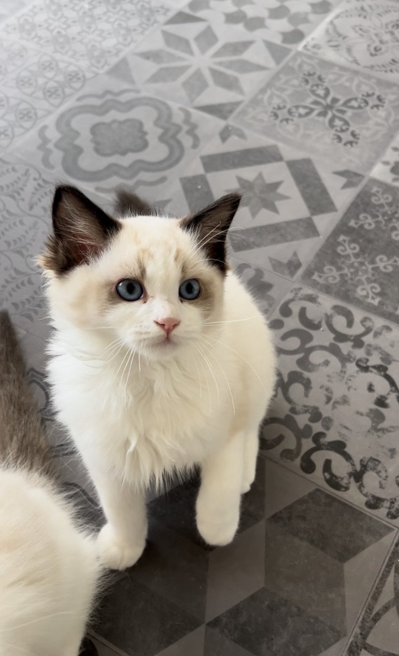 Tsuga de l'Arbre aux Chats - Chaton Ragdoll LOOF disponible - mâle seal ...