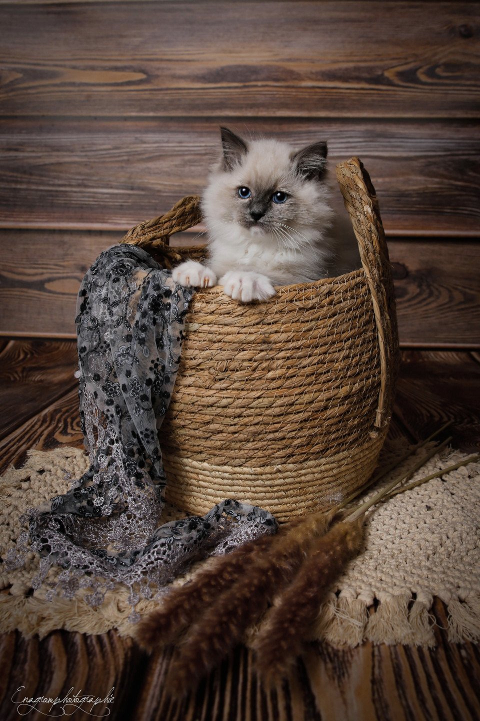 Teagan de l’Arbre aux chats - Chaton ragdoll LOOF disponible - mâle ...