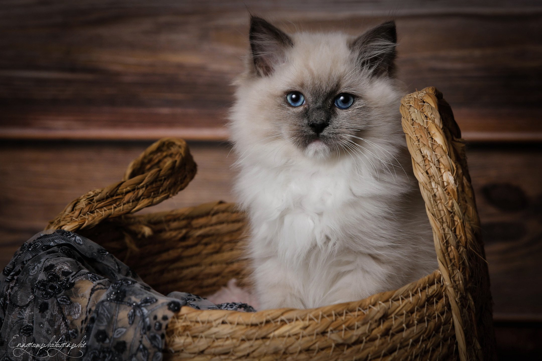 Teagan de l’Arbre aux chats - Chaton ragdoll LOOF disponible - mâle ...