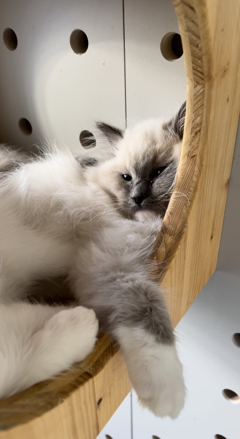 Teagan de l’Arbre aux chats - Chaton ragdoll LOOF disponible - mâle ...