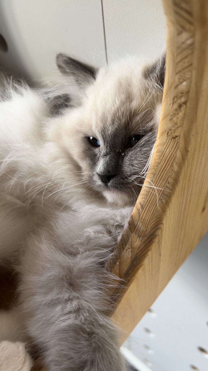Teagan de l’Arbre aux chats - Chaton ragdoll LOOF disponible - mâle ...