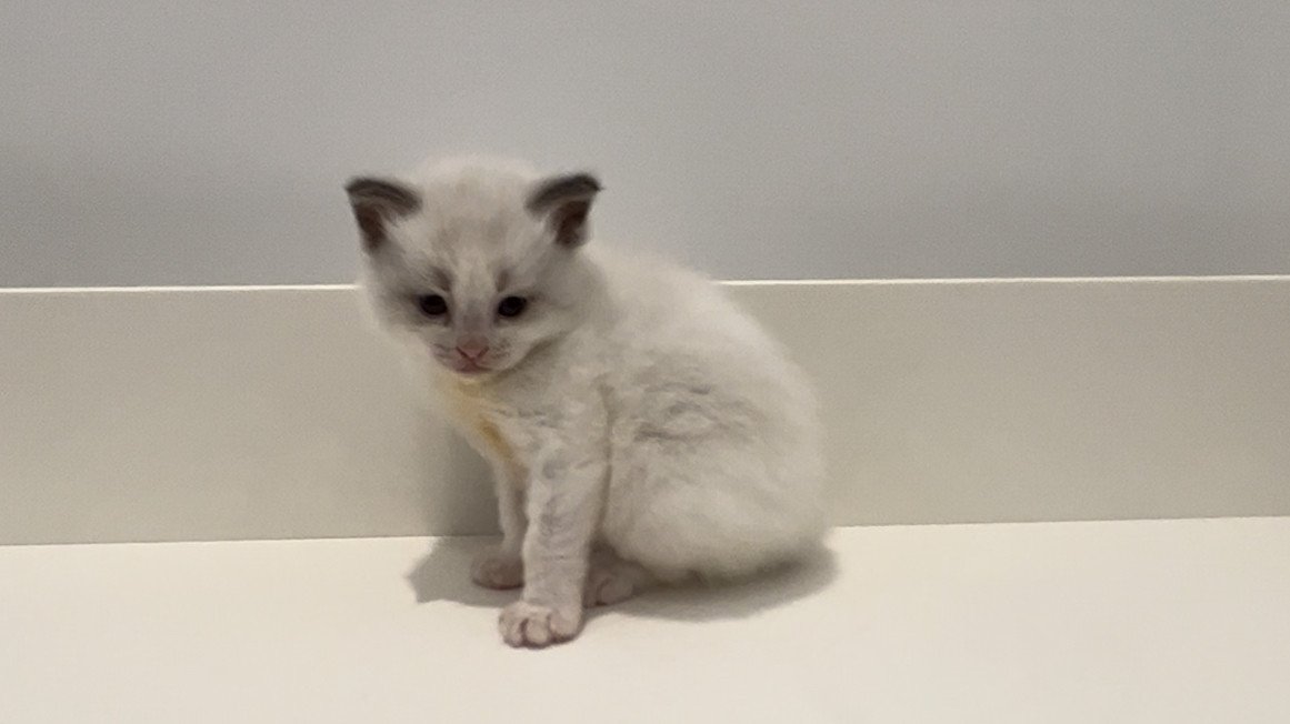 Chaton - Mâle Ragdoll bleu bicolore | L'Arbre aux Chats