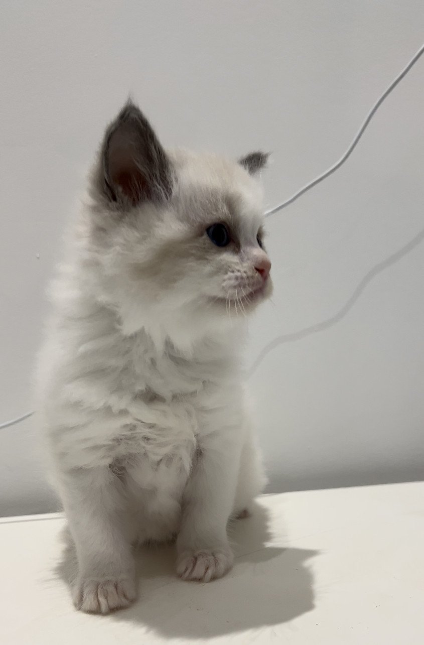 Chaton - Mâle Ragdoll bleu bicolore | L'Arbre aux Chats
