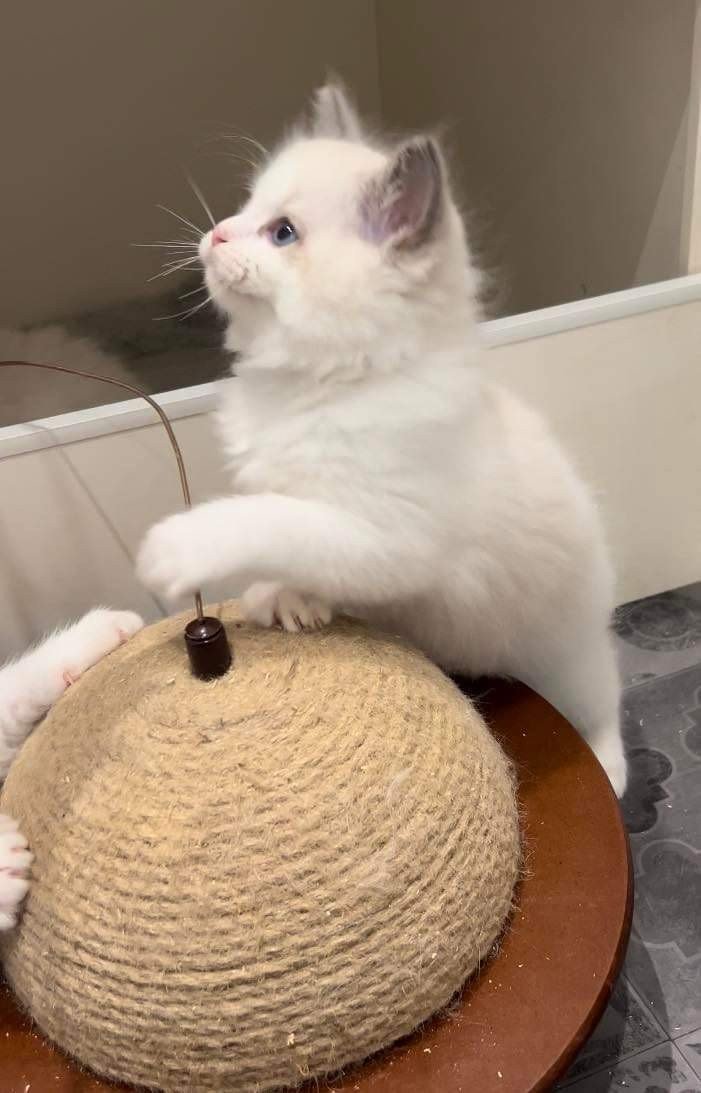 Chaton - Mâle Ragdoll bleu bicolore | L'Arbre aux Chats