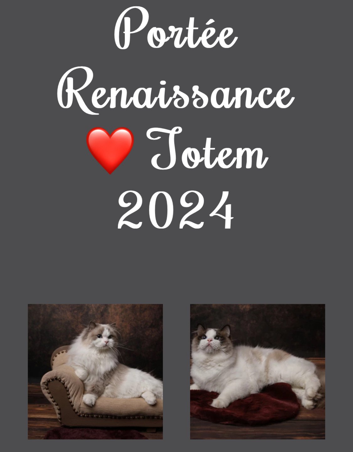 Portée Renaissance Totem 2024 : Renaissance Ragdoll blue point bicolor Totem Ragdoll...