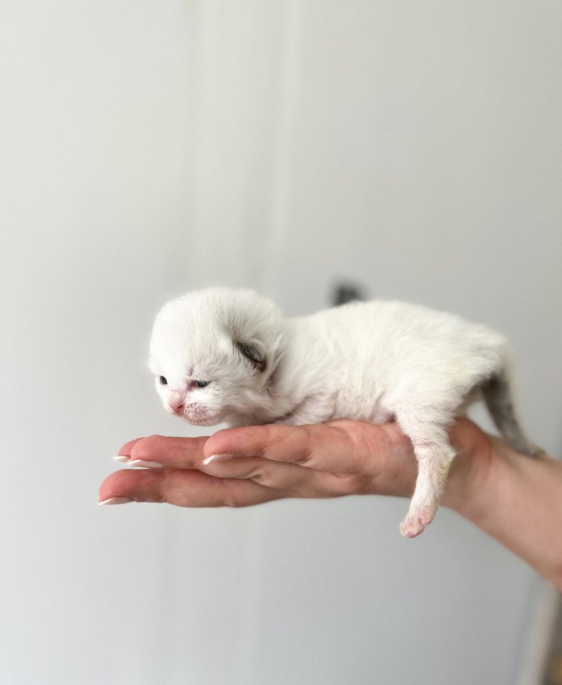 6e chaton (Portée Harmony Cameron) - Femelle seal point bicolor Collier ...