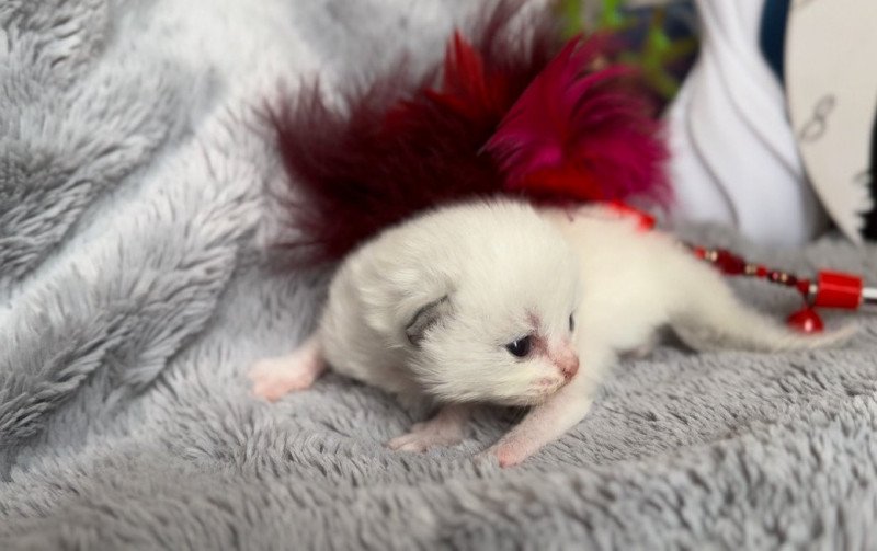 3e chaton (Portée Tamara Rodin 2024) - Femelle blue bicolor Collier ...