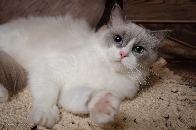 Ginger - Femelle Ragdoll bleu bicolore Championne de france