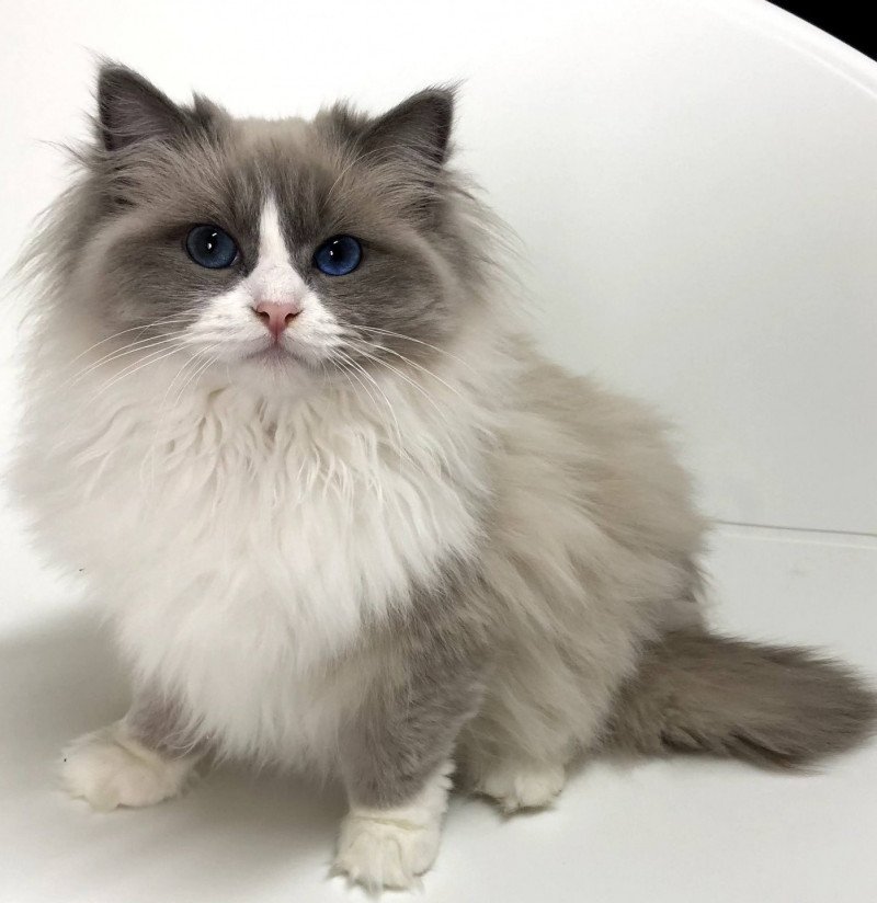 Jagodka - Chat Ragdoll femelle Bleu mink - Aisne | L'Arbre aux Chats