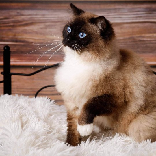 chats Ragdoll près de Laon | L'Arbre aux Chats